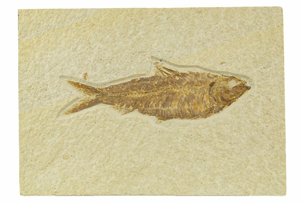 4.8" Detailed Fossil Fish (Knightia) - Wyoming (#333896) For Sale ...
