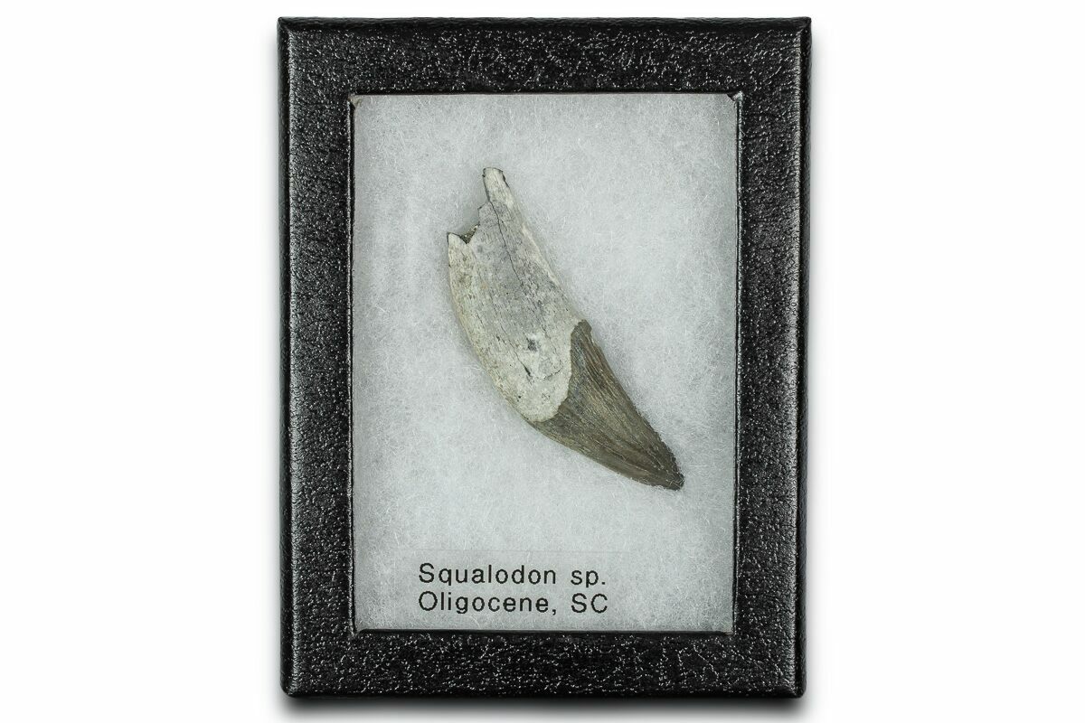 2.40" Fossil Squalodon Whale Tooth - South Carolina (#338422) For Sale - FossilEra.com