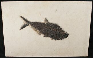 Diplomystus Fossil Fish For Sale - FossilEra.com