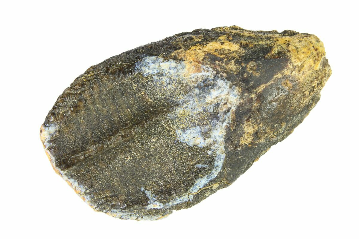 .88" Partially Rooted Fossil Dinosaur (Triceratops) Tooth - Montana ...