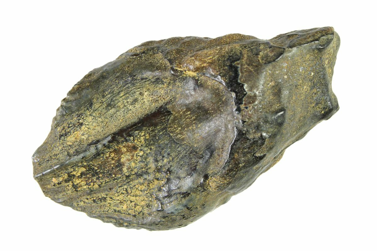 .84" Partially Rooted Fossil Dinosaur (Triceratops) Tooth - Montana ...