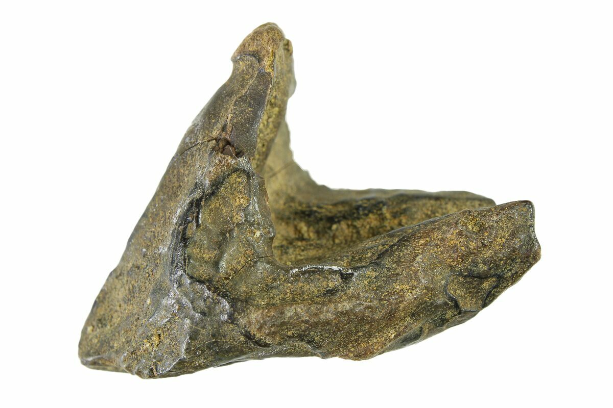 .84" Partially Rooted Fossil Dinosaur (Triceratops) Tooth - Montana ...