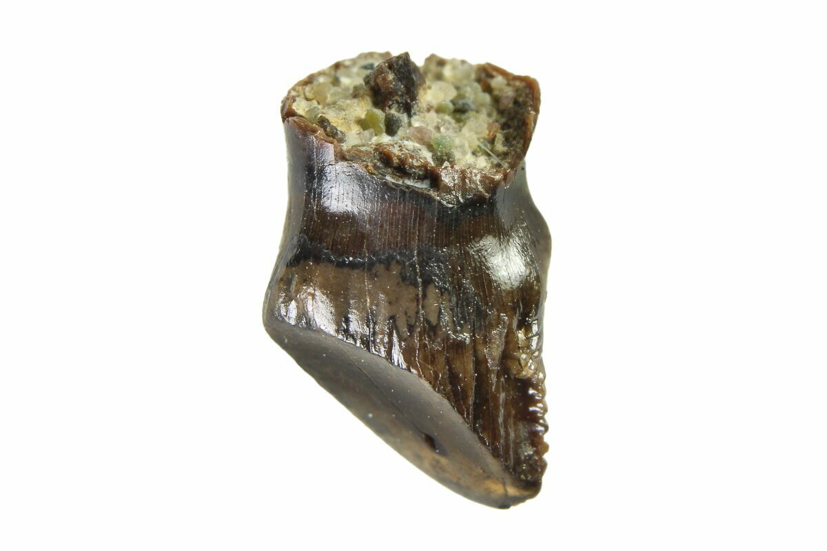 .22" Cretaceous Fossil Dinosaur (Thescelosaurus) Tooth - Montana ...
