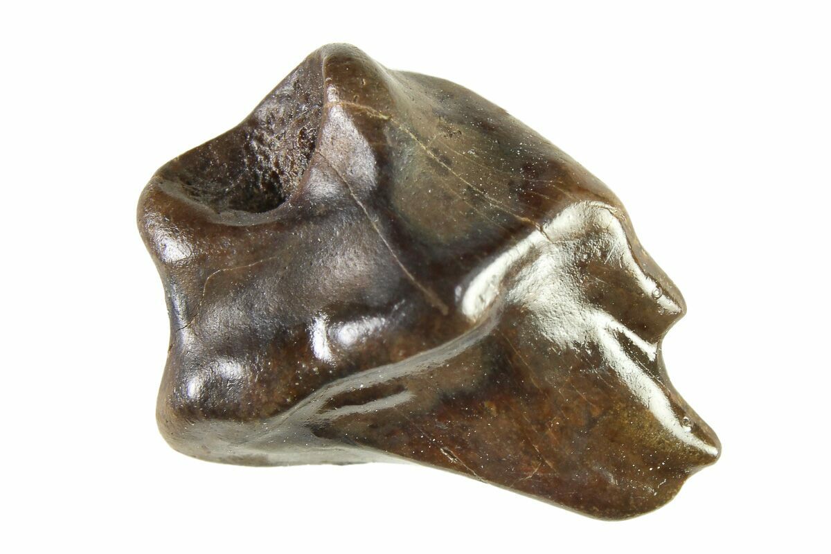 .50" Fossil Nodosaurid (Denversaurus) Tooth - Montana (#338891) For ...