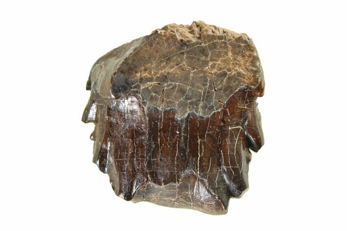 .42" Fossil Nodosaurid (Denversaurus) Tooth - Montana (#338899) For ...