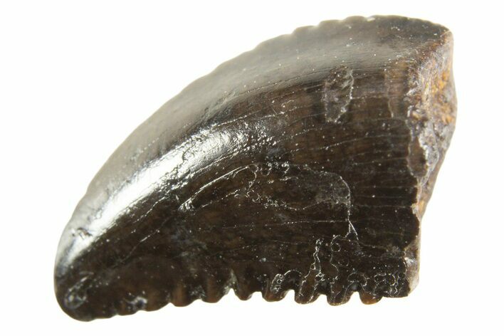 Rare, .32" Serrated Troodontid (Troodon) Tooth - Montana (#338965) For ...