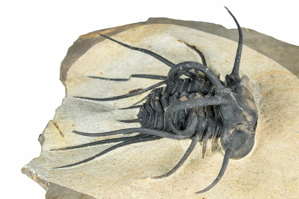 3" Insane, Spiny Dicranurus Trilobite - Atchana, Morocco (#339399) For ...