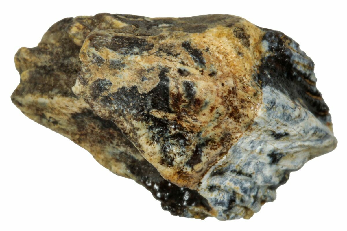 .58" Fossil Dinosaur (Triceratops) Tooth - Partially Rooted (#339860 ...