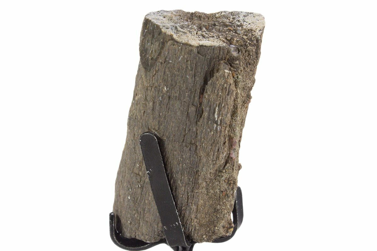 2.5" Fossil Theropod Rib Section w/ Metal Stand - Colorado (#340119 ...