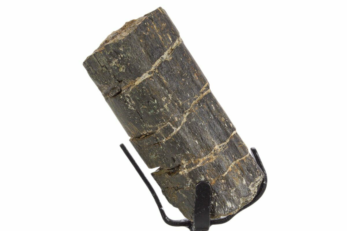 2.6" Fossil Theropod Rib Section w/ Metal Stand - Colorado (#340120 ...