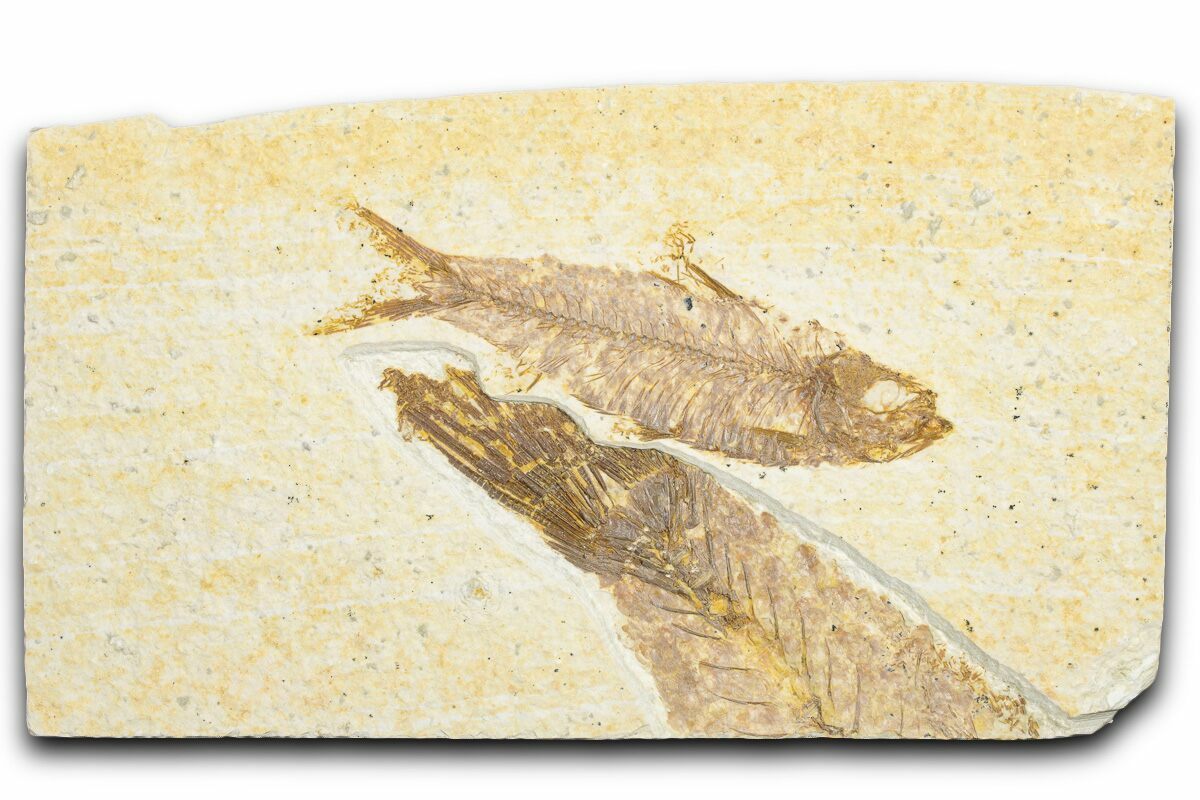 2.9" Detailed Fossil Fish (Knightia) - Wyoming (#333879) For Sale ...