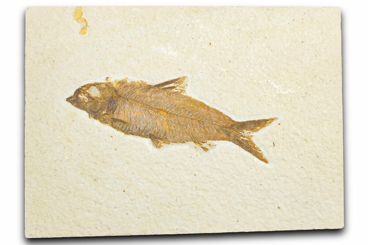 3.3" Detailed Fossil Fish (Knightia) - Wyoming (#333881) For Sale ...