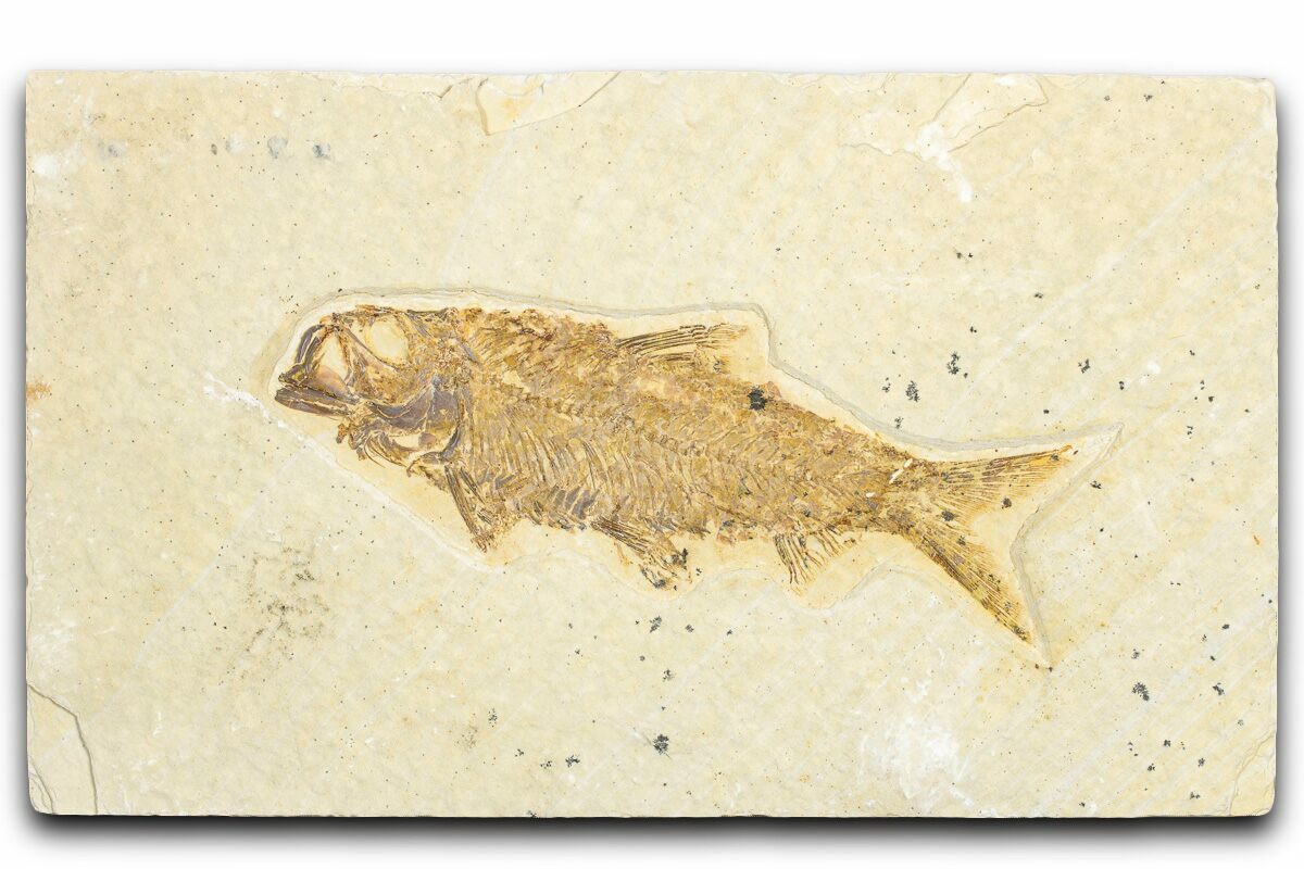 3.65" Detailed Fossil Fish (Knightia) - Wyoming (#333934) For Sale ...