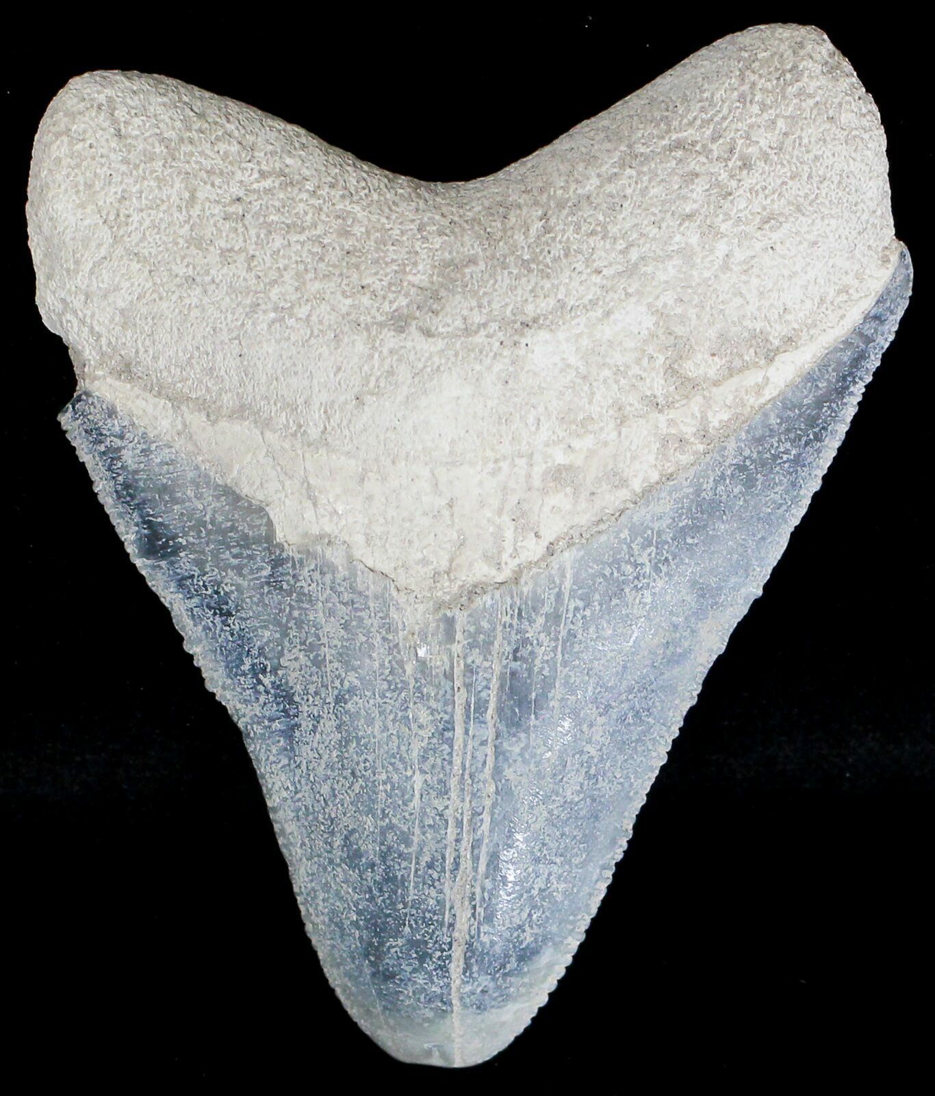 Bargain 2.47" Bone Valley Megalodon Tooth (#18455) For Sale - FossilEra.com
