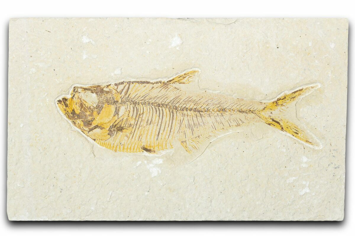 Bargain, 3.8" Detailed Fossil Fish (Diplomystus) - Wyoming (#334390 ...