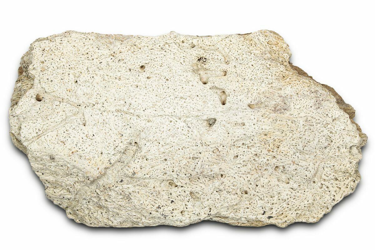 3.5" Dinosaur (Triceratops) Frill Shield Section - Montana (#338901 ...