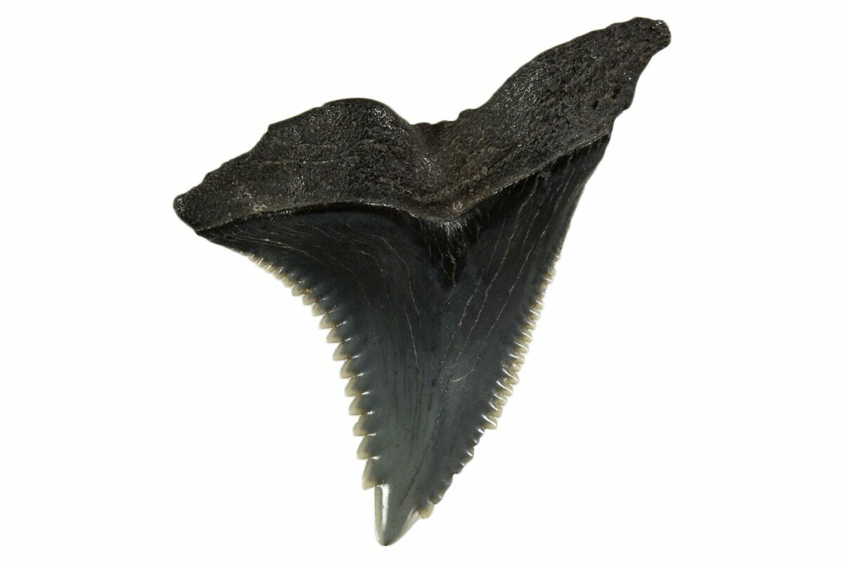 Large, 1.42" Snaggletooth Shark (Hemipristis) Tooth - South Carolina ...