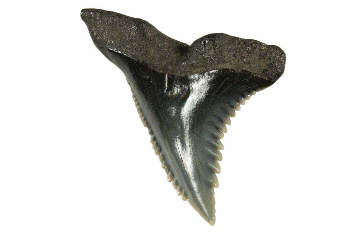 1.11" Snaggletooth Shark (Hemipristis) Tooth - South Carolina (#340316 ...