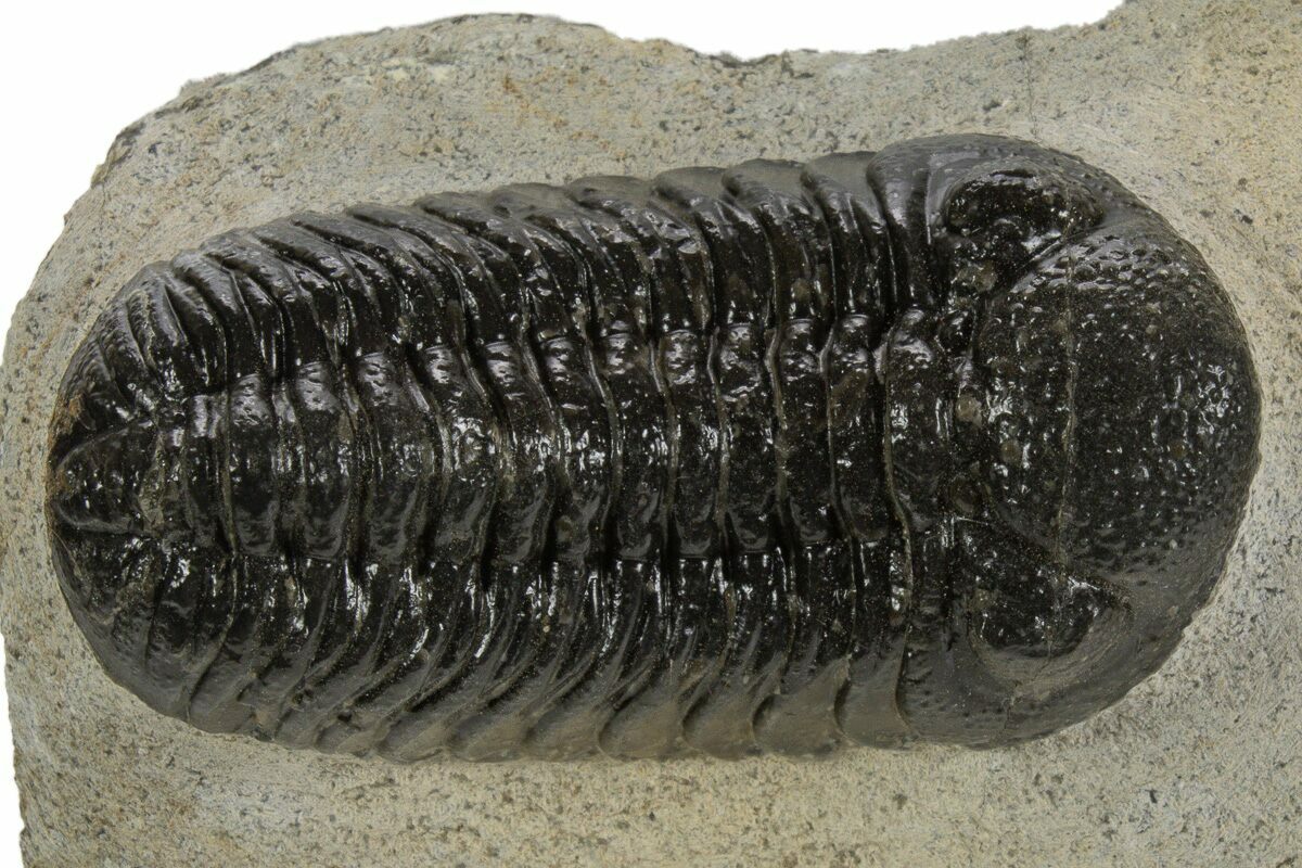 2.1" Detailed Morocops Trilobite - Ofaten, Morocco (#340912) For Sale ...
