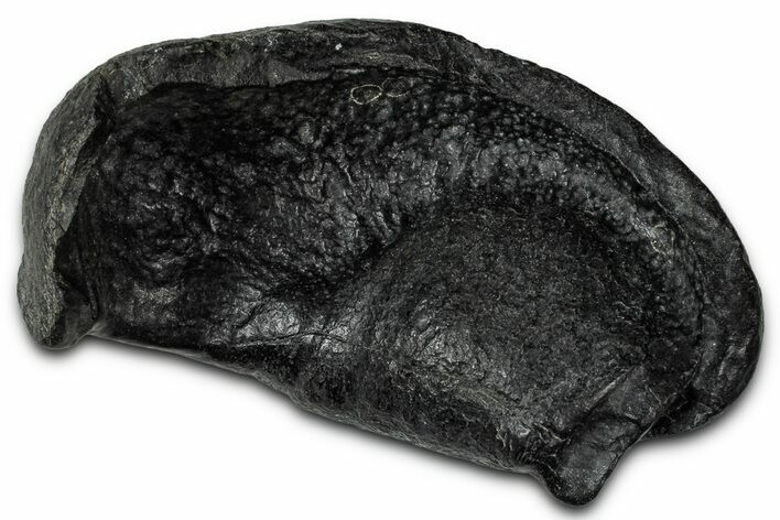 3.5" Large Fossil Whale Ear Bone - South Carolina (#340256) For Sale ...