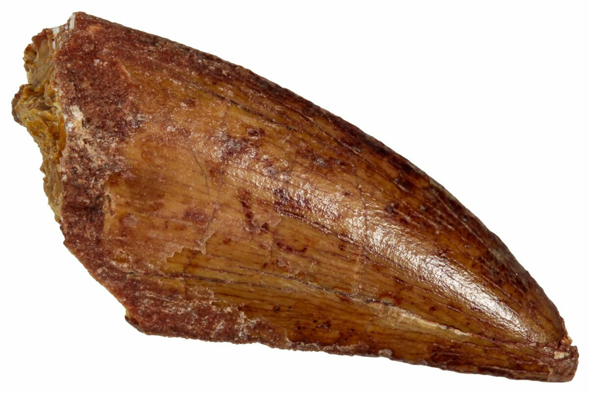 .80" Raptor Tooth - Real Dinosaur Tooth (#341244) For Sale - FossilEra.com