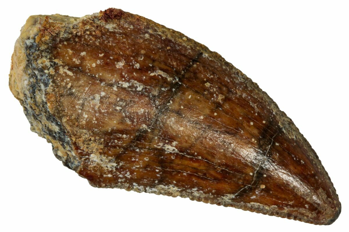 Serrated .93" Raptor Tooth - Real Dinosaur Tooth (#341248) For Sale ...