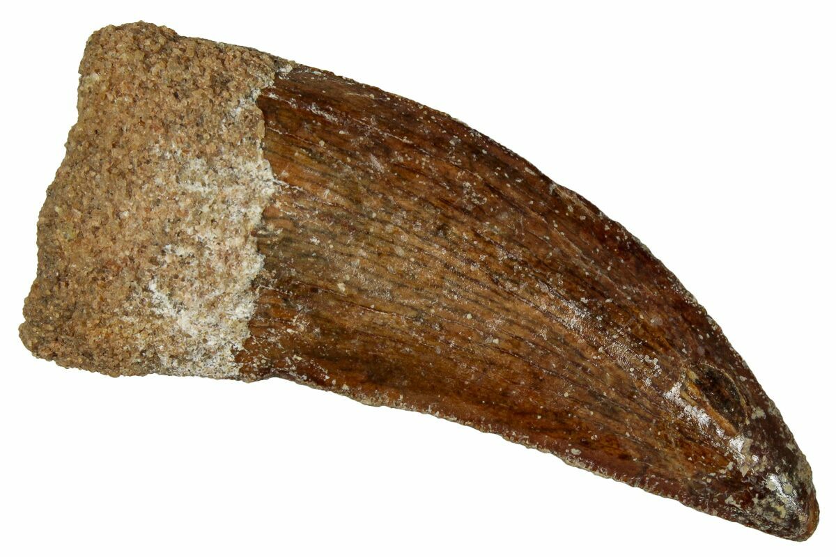 Serrated, 1.85" Carcharodontosaurus Tooth - Real Dinosaur Tooth ...