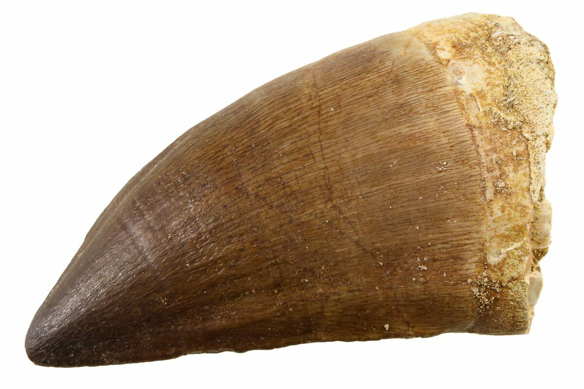 2.1" Fossil Mosasaur (Thalassotitan) Tooth - Morocco (#341495) For Sale ...