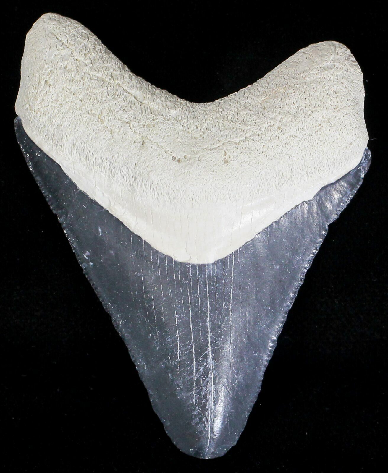 Serrated 2.67" Bone Valley Megalodon Tooth (#18464) For Sale ...