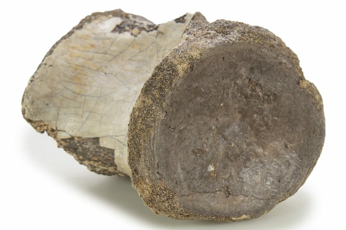 1.9" Fossil Dromaeosaurid Theropod (Deinonychus?) Vertebra - Montana ...
