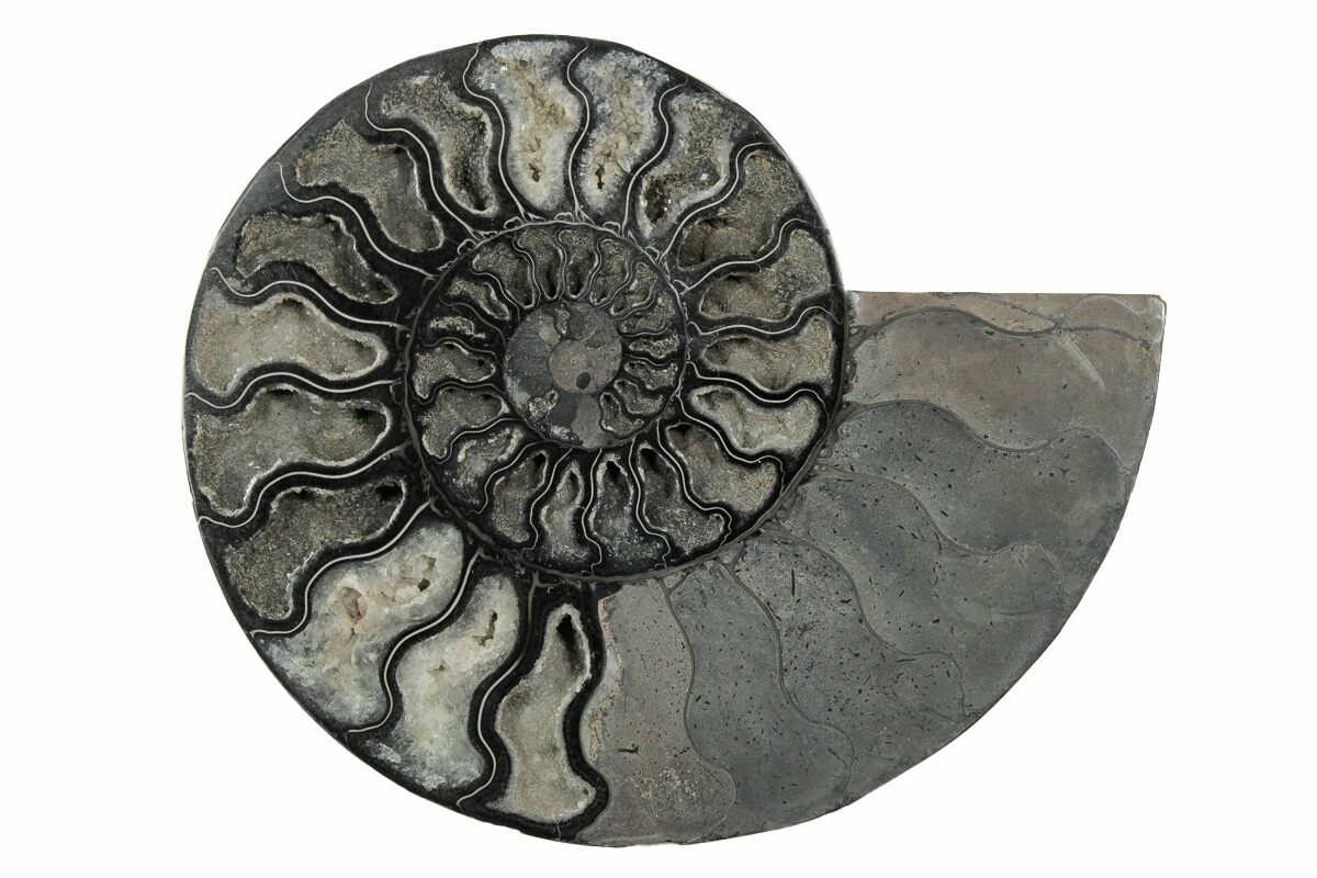 7.9" Cut & Polished Ammonite Fossil (Half) - Unusual Black Color ...