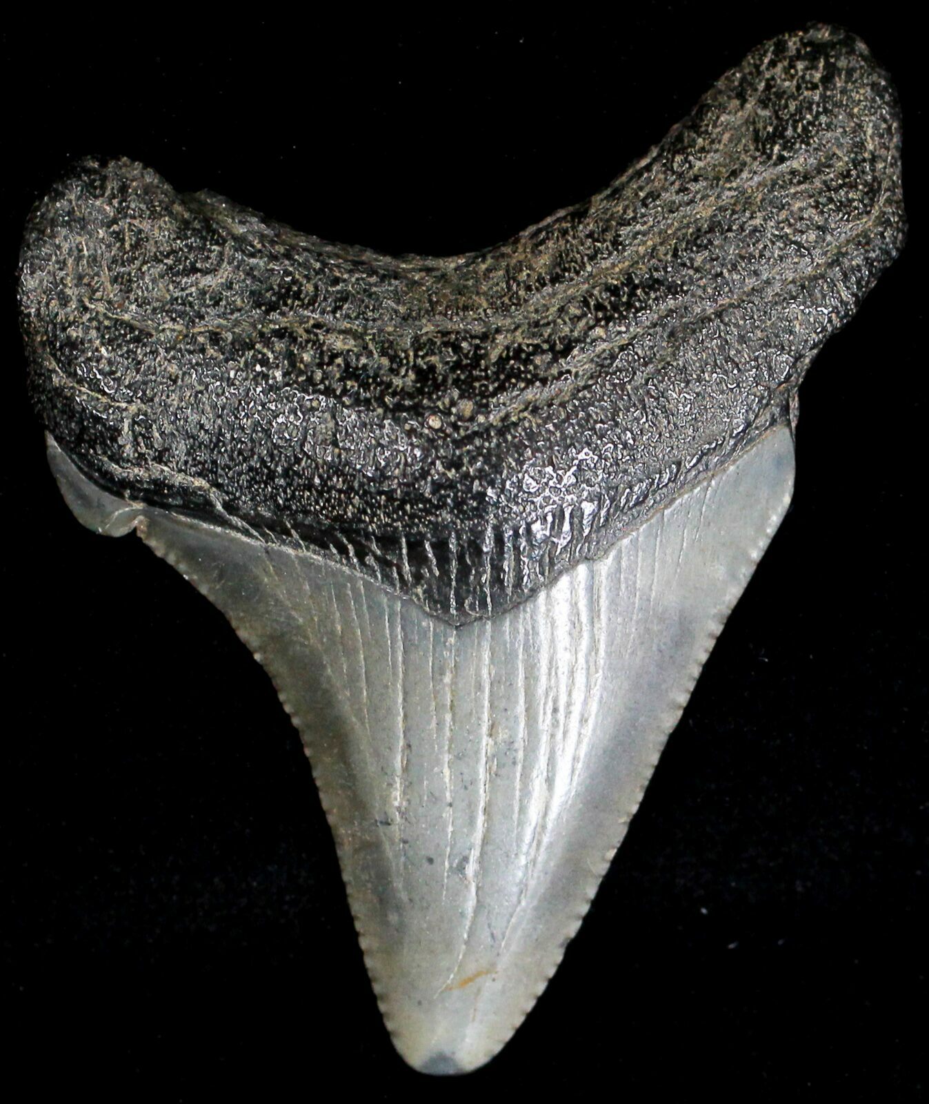 1-97-serrated-angustidens-tooth-megalodon-ancestor-18544-for-sale-fossilera