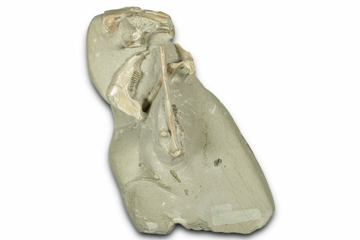 Oligocene Fossil "Rabbit" (Palaeolagus) Partial Skeleton -Wyoming ...