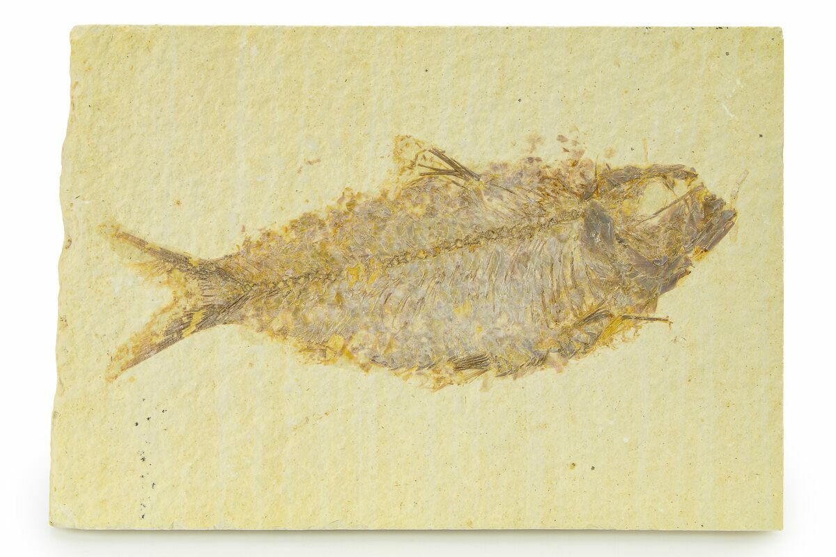 4.4" Detailed Fossil Fish (Knightia alta) - Wyoming (#333786) For Sale ...