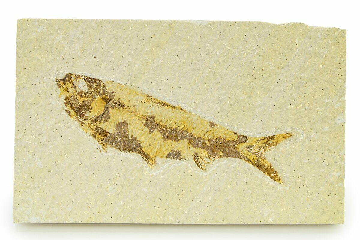 3.7" Detailed Fossil Fish (Knightia) - Wyoming (#333836) For Sale ...