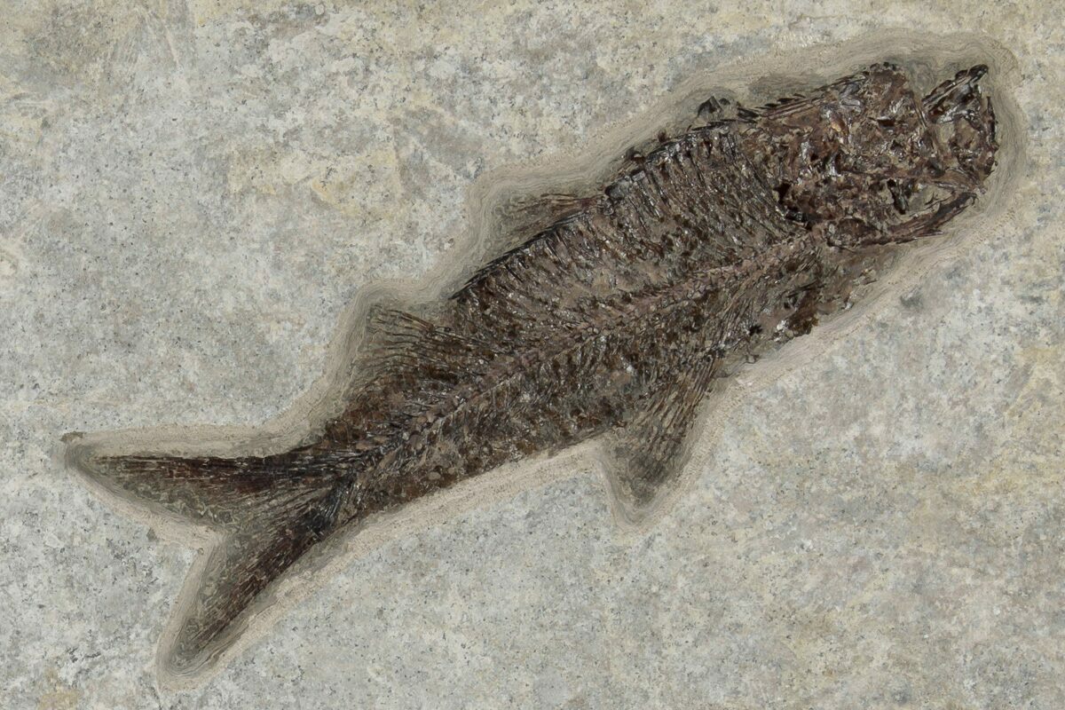 11" Plate of Two Large Fossil Fish (Knightia) - Wyoming (#342460) For ...
