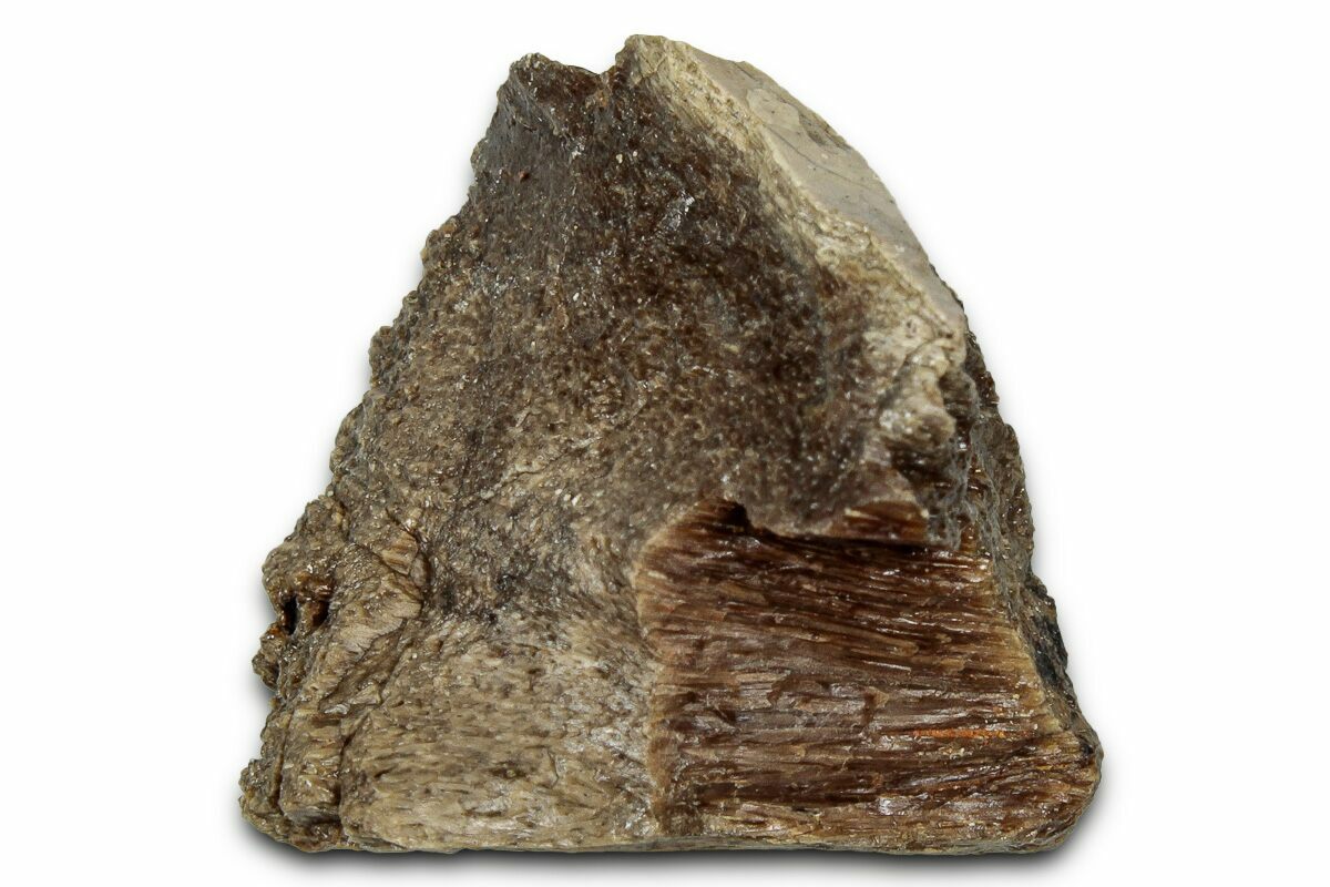 .7" Fossil Tyrannosaur (T. rex) Bone Section - Wyoming (#342629) For ...