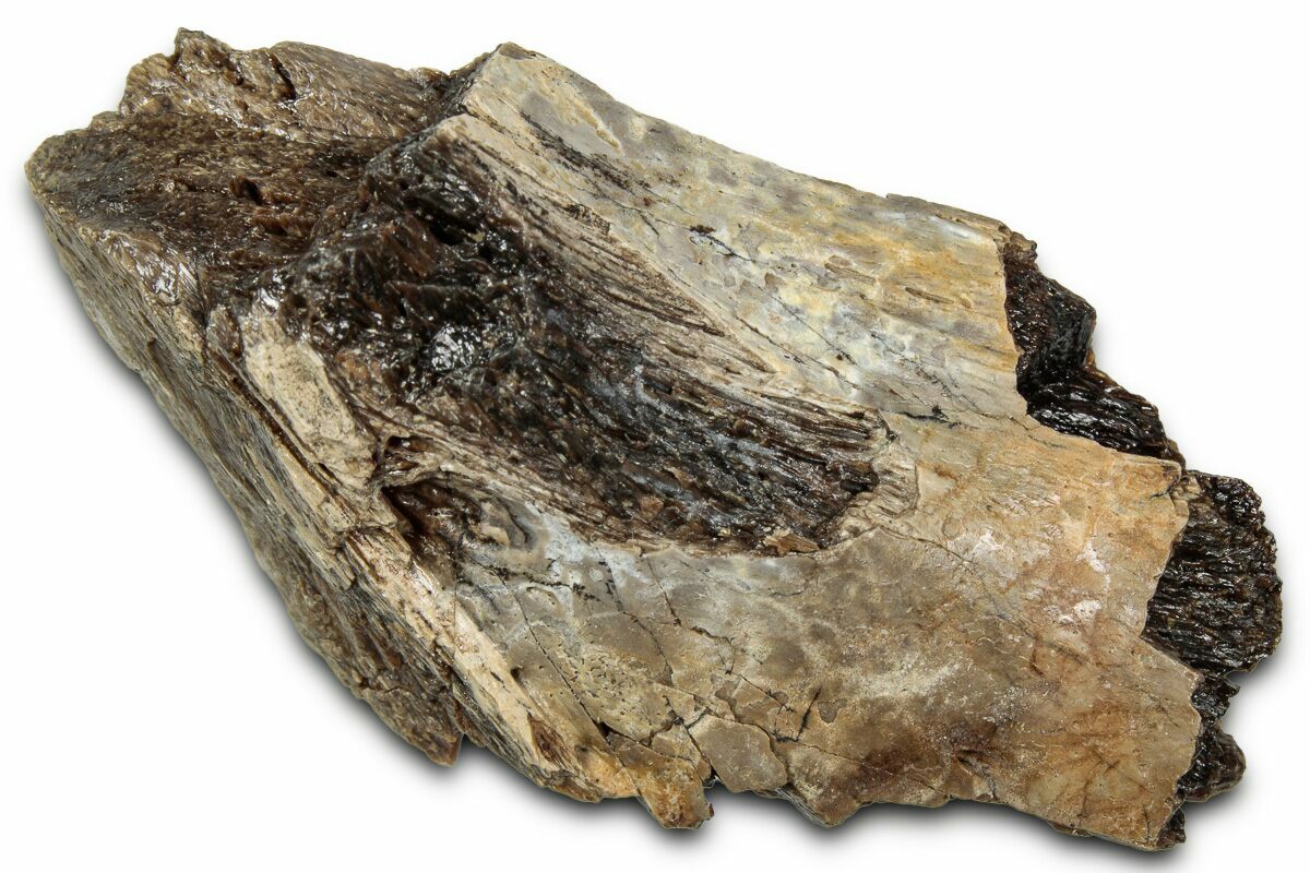 2.1" Fossil Tyrannosaur (T. rex) Bone Section - Wyoming (#342641) For ...