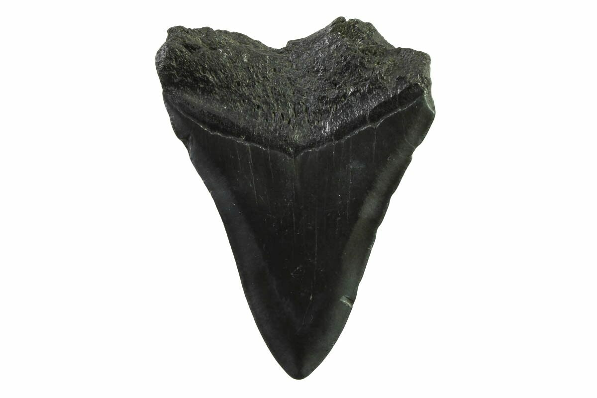 3.35" Fossil Megalodon Tooth - South Carolina (#341411) For Sale ...