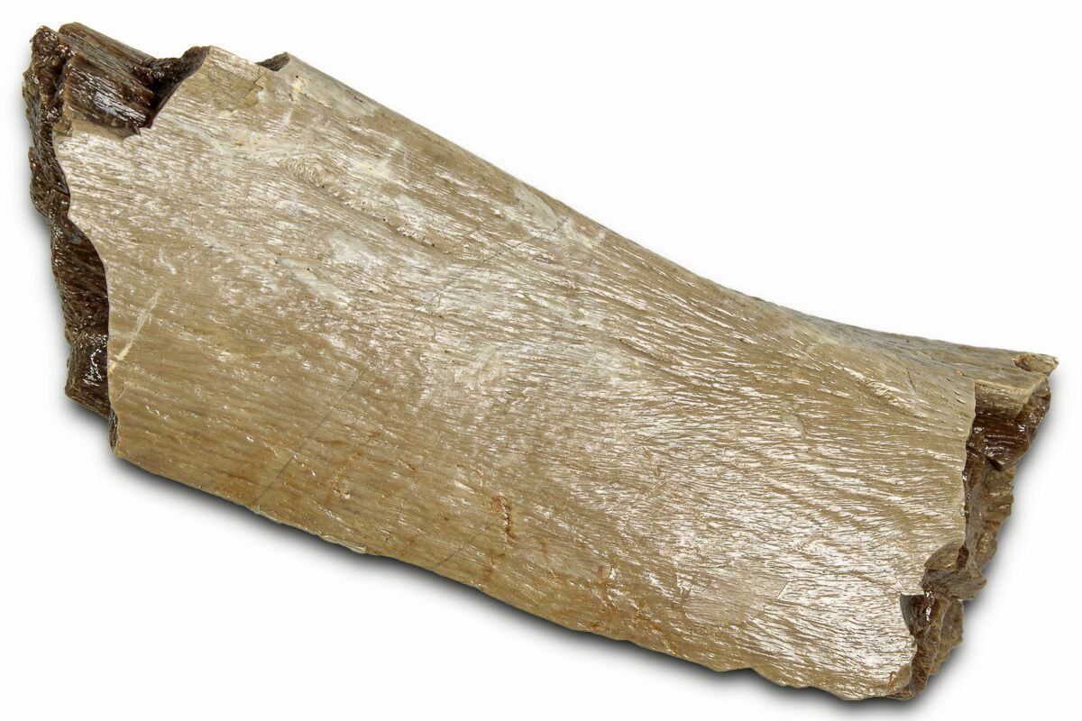 2.6" Fossil Tyrannosaur (T. rex) Bone Section - Wyoming (#342751) For ...