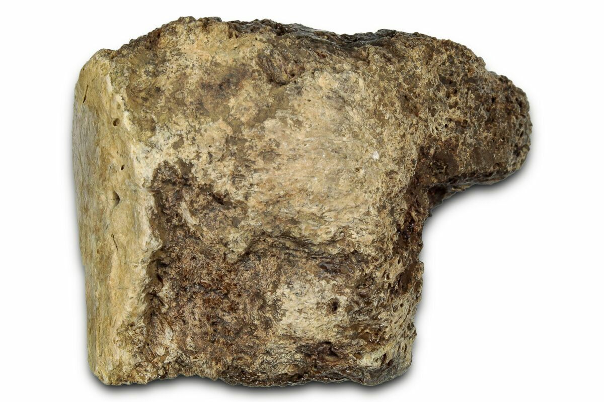 1.5" Fossil Tyrannosaur (T. rex) Bone Section - Wyoming (#342766) For ...