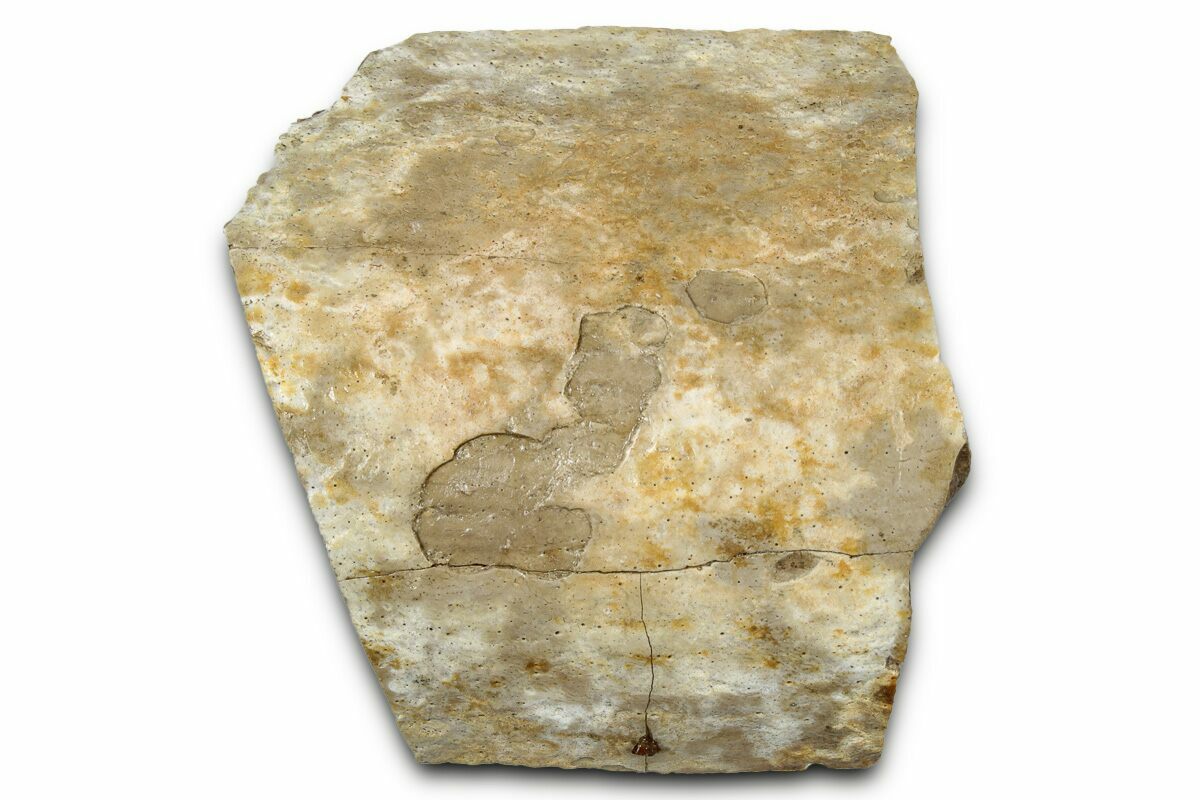 1.5" Fossil Tyrannosaur (T. rex) Bone Section - Wyoming (#342798) For ...