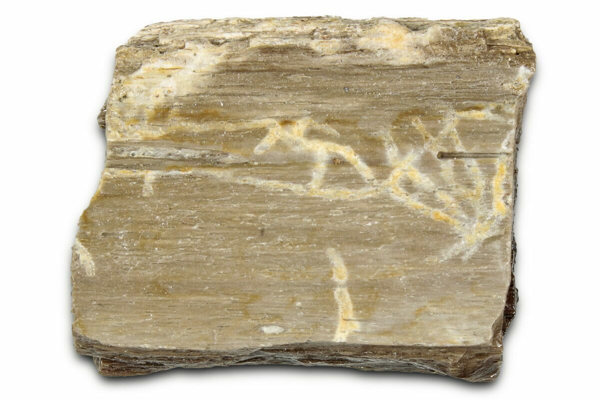 .8" Fossil Tyrannosaur (T. rex) Bone Section - Wyoming (#342814) For ...