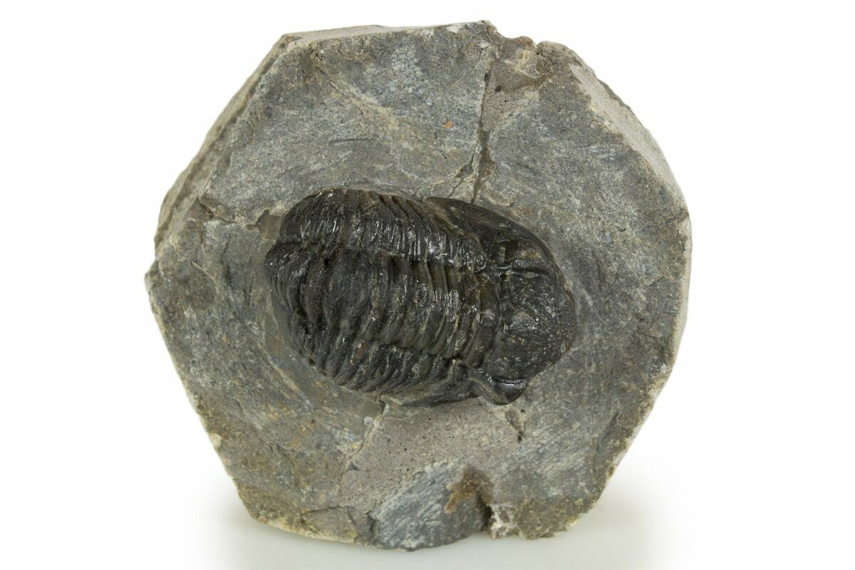 1.1" Detailed Proetid (Gerastos) Trilobite Fossil - Morocco (#342911 ...