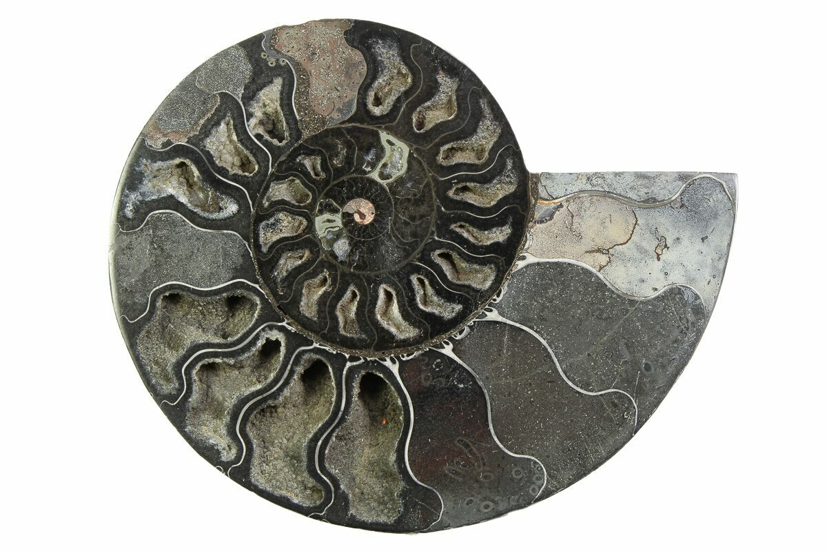 6.6" Cut & Polished Ammonite Fossil (Half) - Unusual Black Color ...