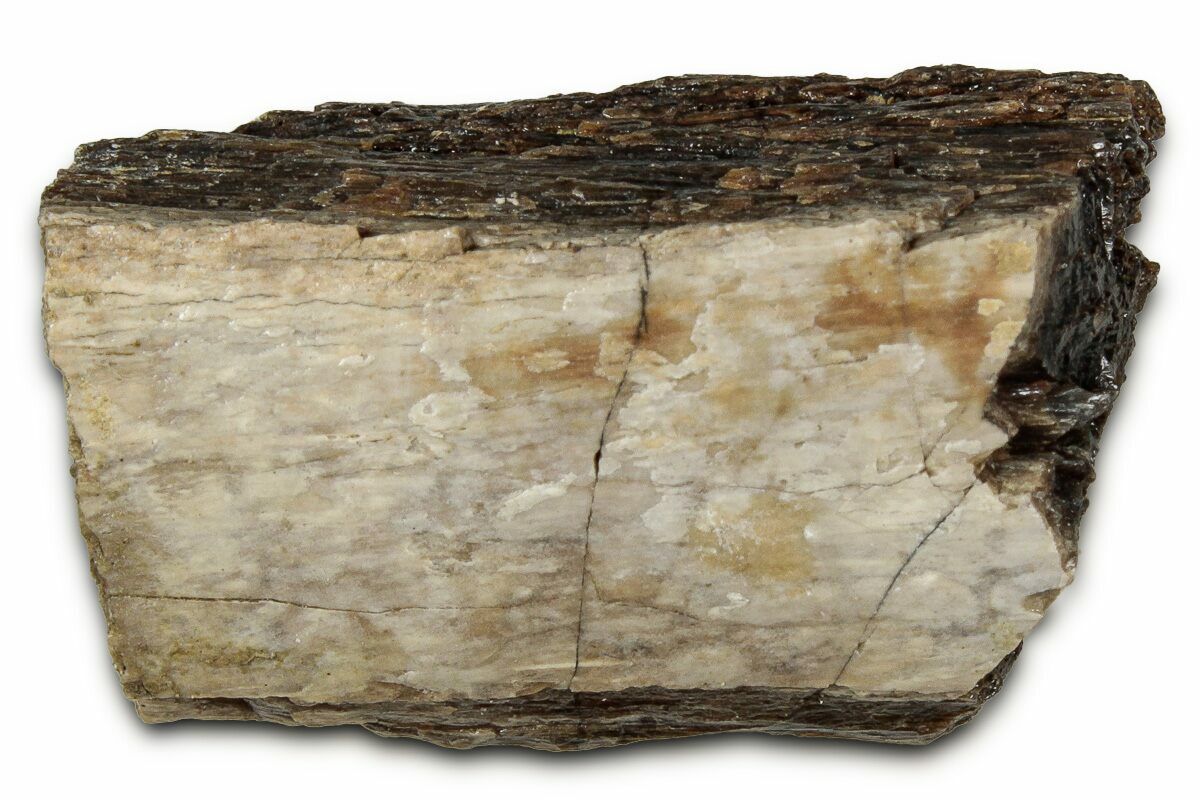 1" Fossil Tyrannosaur (T. rex) Bone Section - Wyoming (#342651) For ...