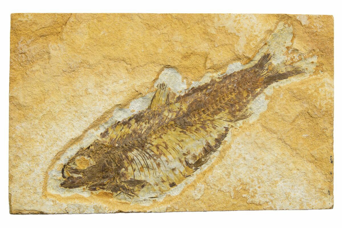 4.1" Detailed Fossil Fish (Knightia) - Wyoming (#340784) For Sale ...