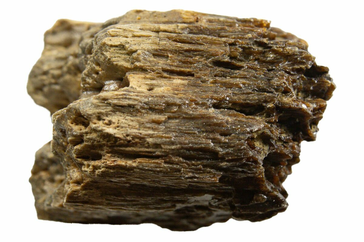 .8" Fossil Tyrannosaur (T. rex) Bone Section - Wyoming (#342875) For ...