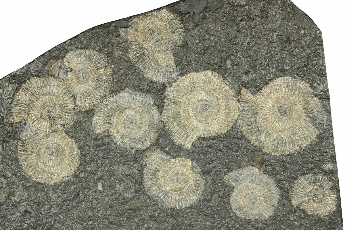 7.4" Fossil Ammonite Cluster - Posidonia Shale, Germany (#343447) For ...