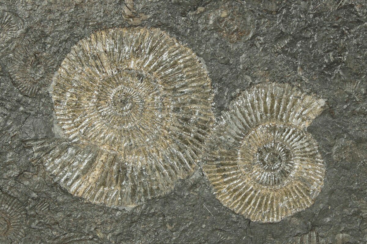 5.3" Fossil Ammonite Cluster - Posidonia Shale, Germany (#343448) For ...